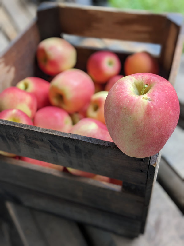 Seasonal Fruits & Vegetables Tagged "apple" - Keystone Sutler