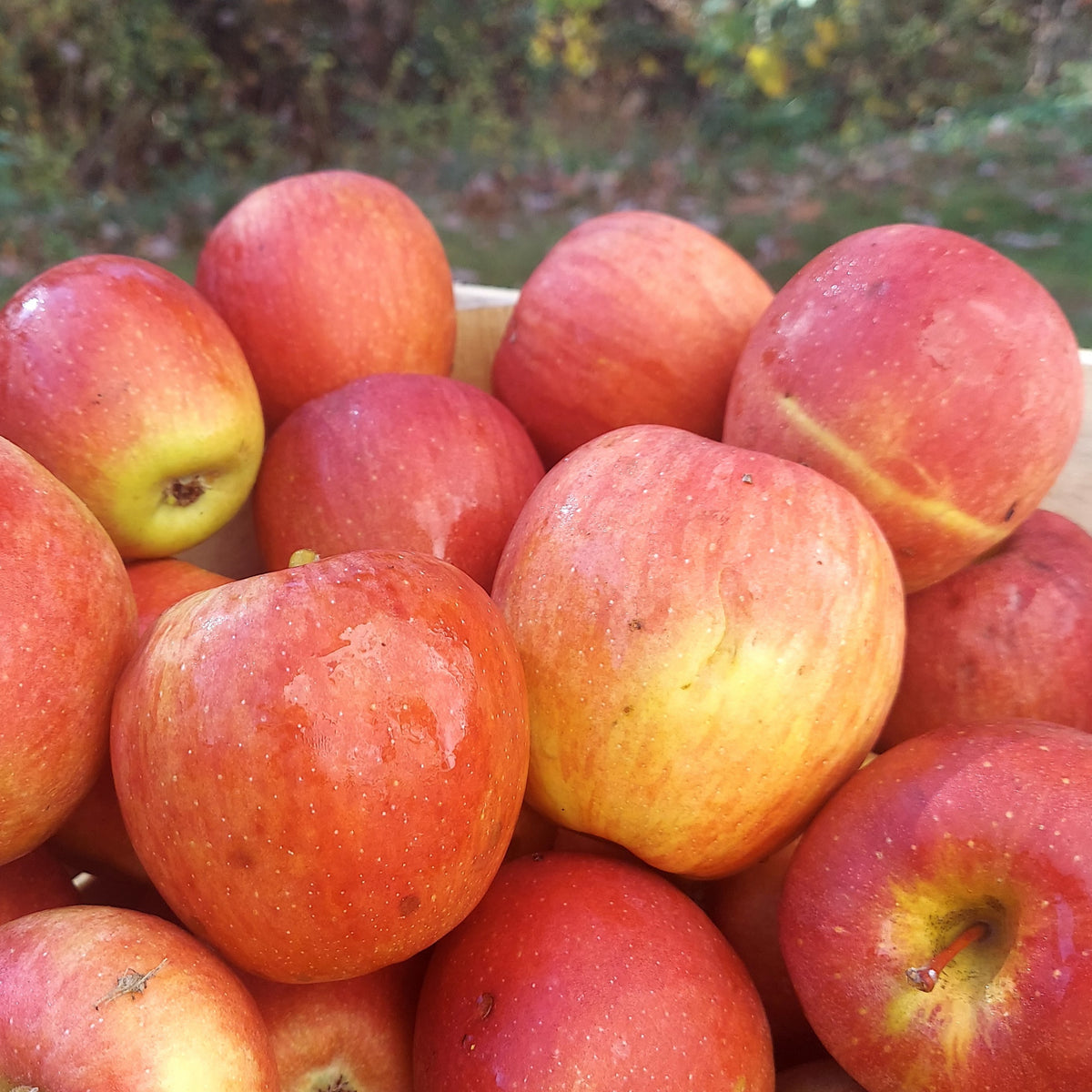 Products - Keystone Sutler